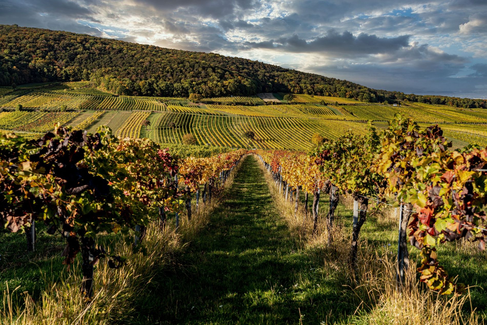 Wölflinger K&K im Weinbaugebiet Thermenregion